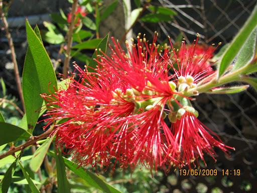 Калистемон /Callistemon/ - Форум HobbyKafe.com